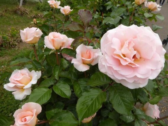 花ごよみシリーズ2018 メインばら • えのしま・ふじさわポータルサイト