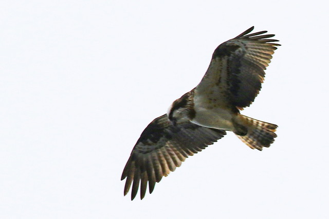 江の島沖のミサゴ – えのしま・ふじさわポータルサイト